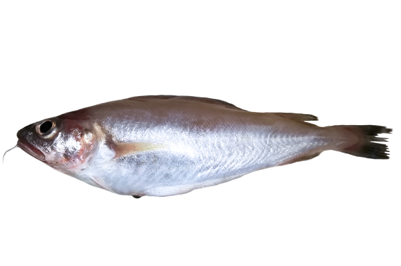 Cappellano o Busbana | HelloFish